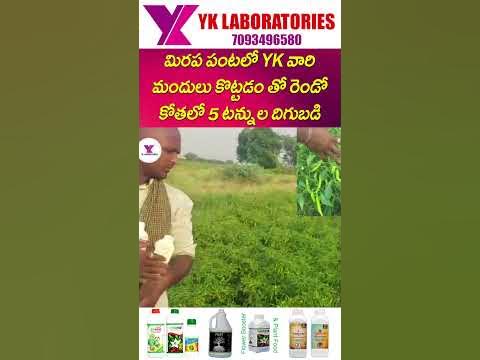 #Mirapa మిరప పంటలో YK వారి మందులు కొట్టడం తో రెండో కోతలో 5 టన్నుల దిగుబడి | YK Laboratories ...