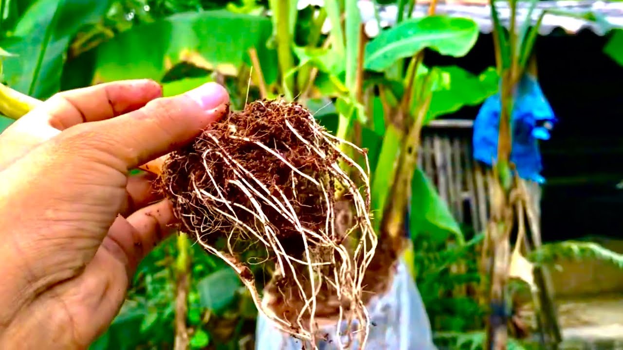 Unique skill How to Air Layering Banana tree by Banana leaves. Banana ...