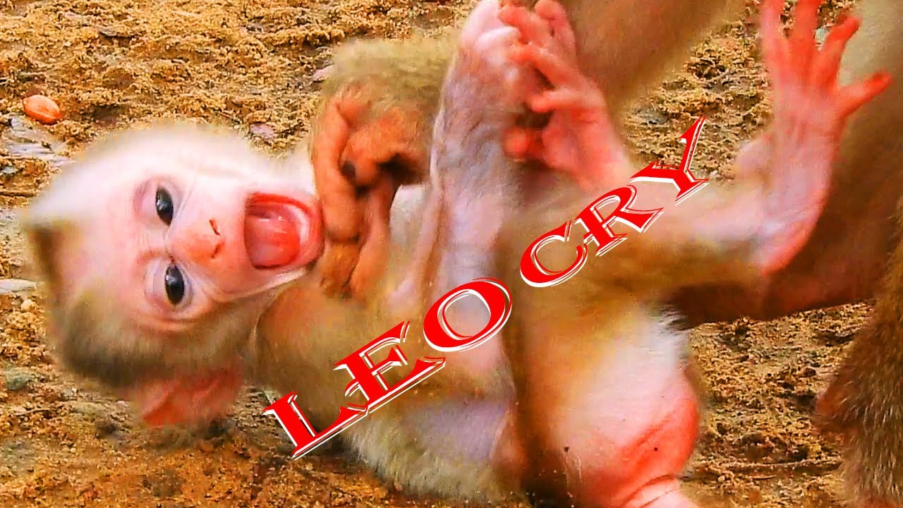 OMG! Adorable Baby Monkey Angry Mom, Libby Starts Training So Hard Very ...