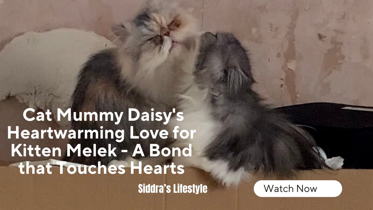 Cat Mummy Daisy's Heartwarming Love for Kitten Melek - A Bond that ...