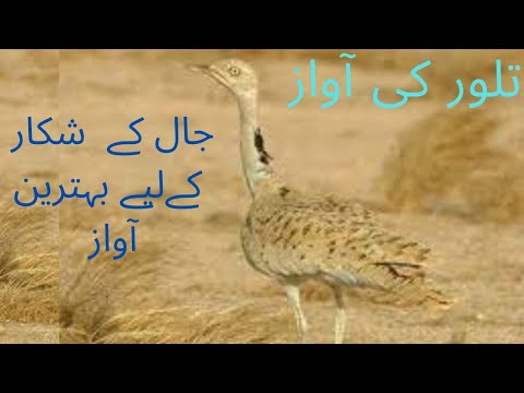 Hobara busterd (Taloor)bird Sounds|| TALOOR BIRD SOUNDS| Taloor ki awaz ...