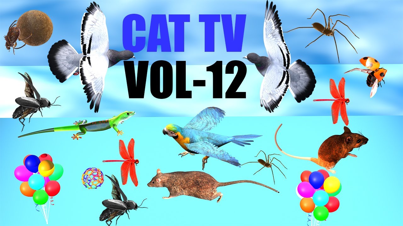 TV for Cats | Entertainment TV for Cats to Watch Cat Game On Screen Vol ...