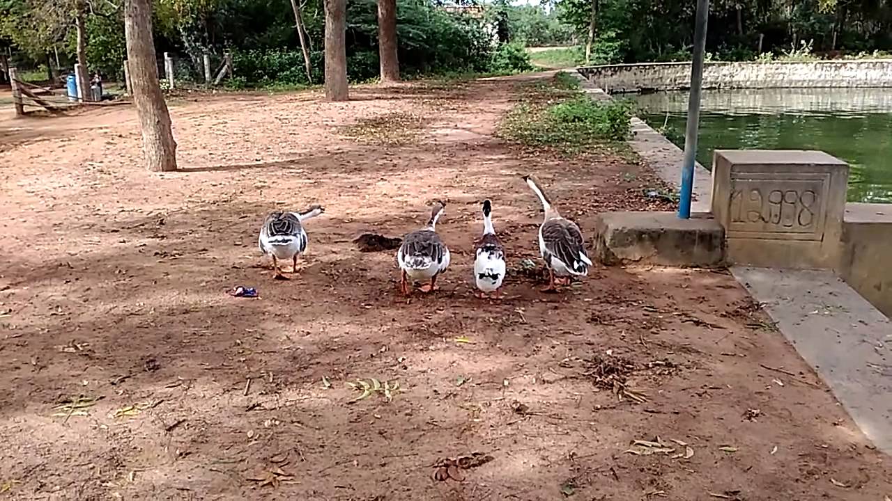 Ducks shouting like - YouTube