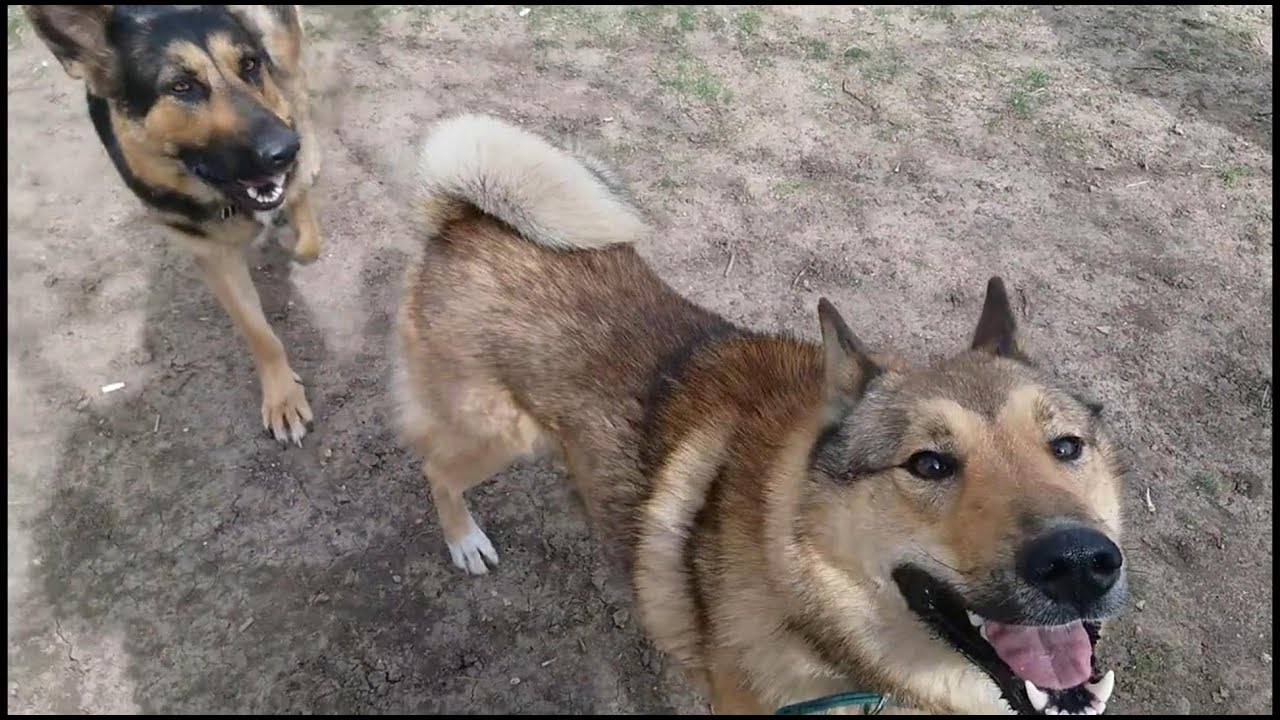 Who is faster? Casey and husky Luke. German Shepherd - YouTube