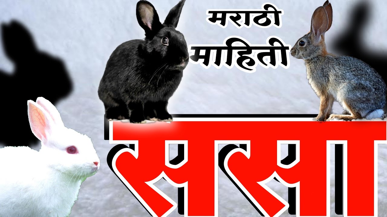 ससा (Sasa ) माहिती मराठी / Rabbit Information In Marathi #kuberclasses ...