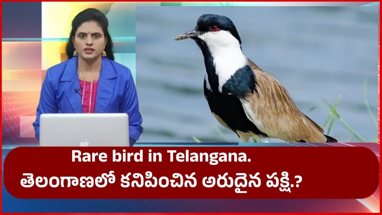 #Rare bird in Telangana.తెలంగాణలో కనిపించిన అరుదైన పక్షి.? - YouTube