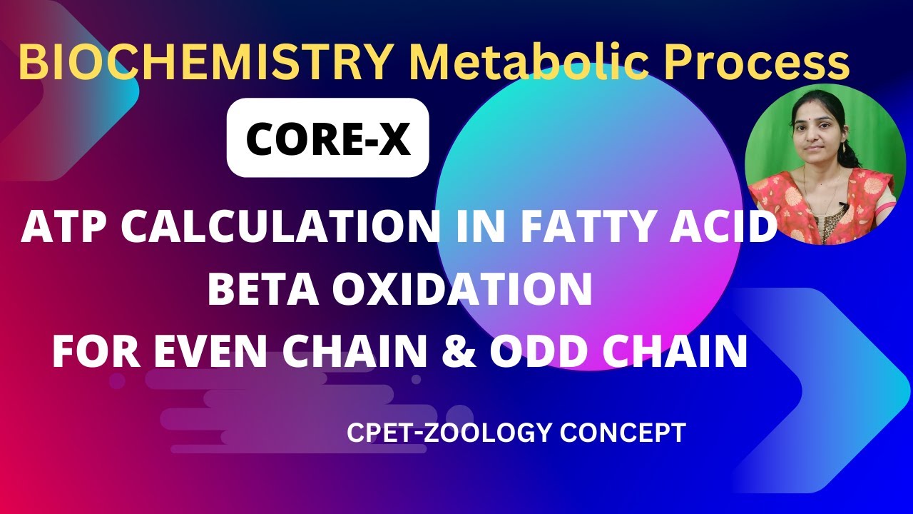 ATP CALCULATION IN BETA OXIDATION ||How to calculate number of ATP ...