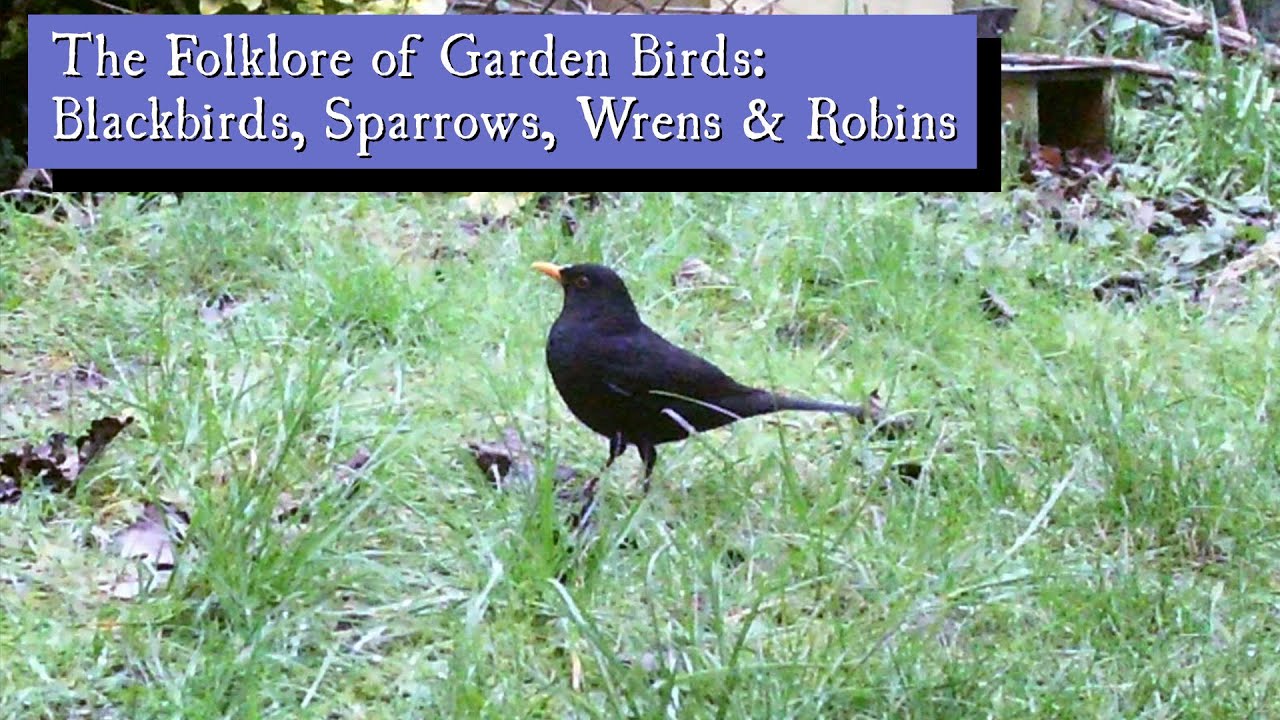 The Folklore of Garden Birds: Blackbirds, Sparrows, Wrens & Robins ...
