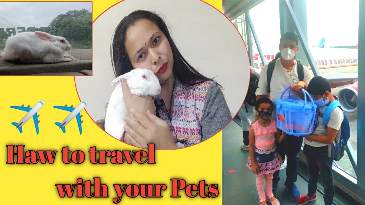 How to Travel in Airplane with your Pet in India . Flying With Dog ...