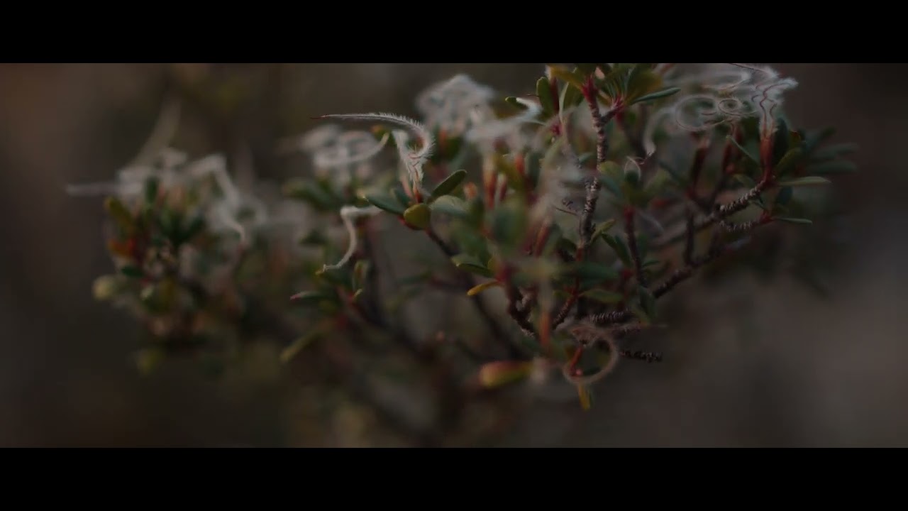 Dual ISO in Low Light (Test 3) - YouTube