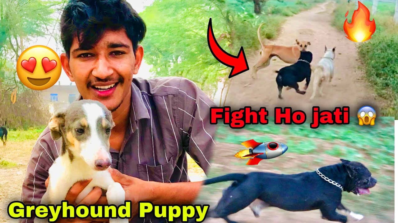 Sabhi Dogs ki running 🚀Karai But 😱Fight Ho Jati || New Greyhound Puppy ...
