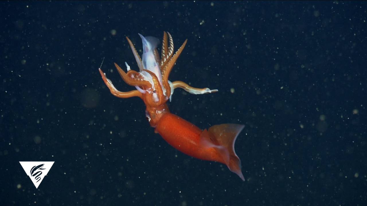 Cannibalism in the deep sea - YouTube