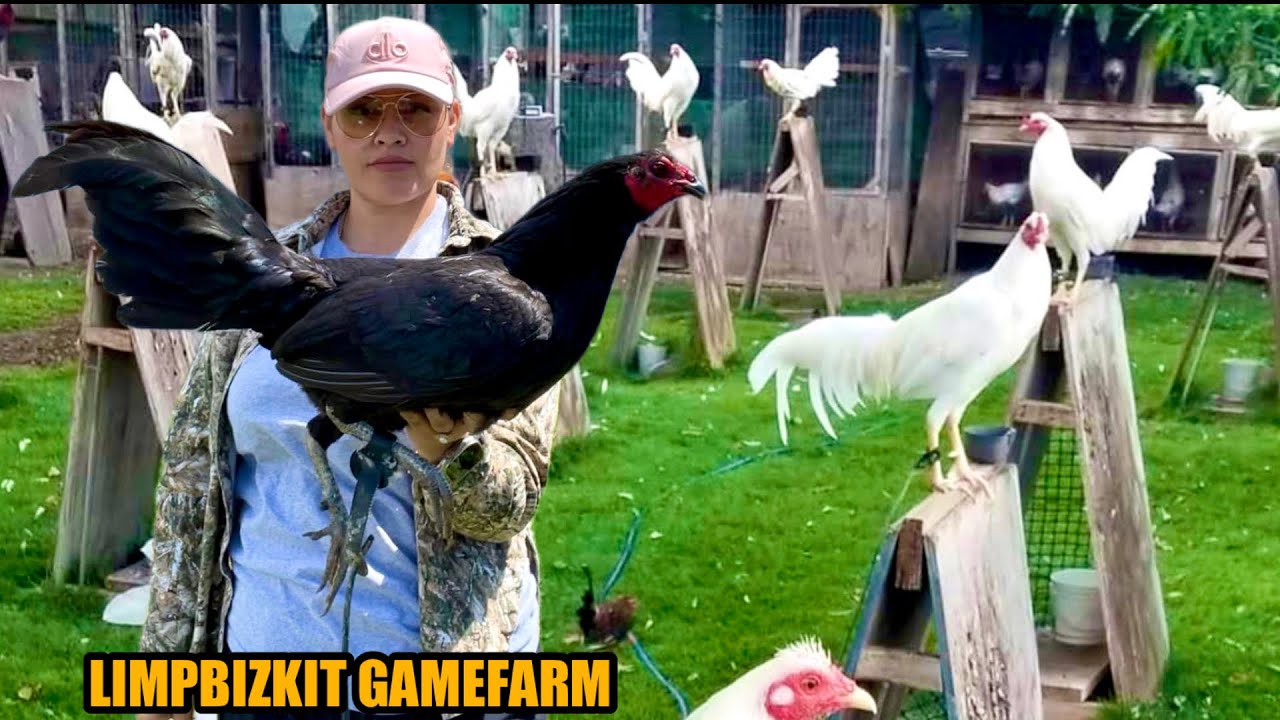 White Kelso Sinibalang And Black Dom Melsims | LIMPBIZKIT GAMEFARM ...