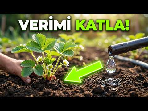 Bahçeye Çilek Ektik ve Damlama Sulama Kurulumu - Tohum ve Fide Ekimi İçin Toprak Hazırlığı
