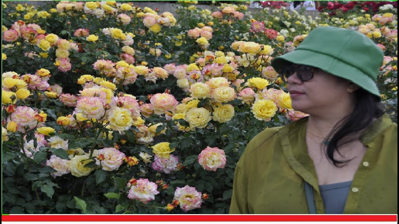Fukuyama Rose Festival - YouTube
