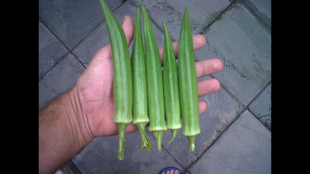 Quiabos crescendo rápido, plante também em sua horta caseira - YouTube