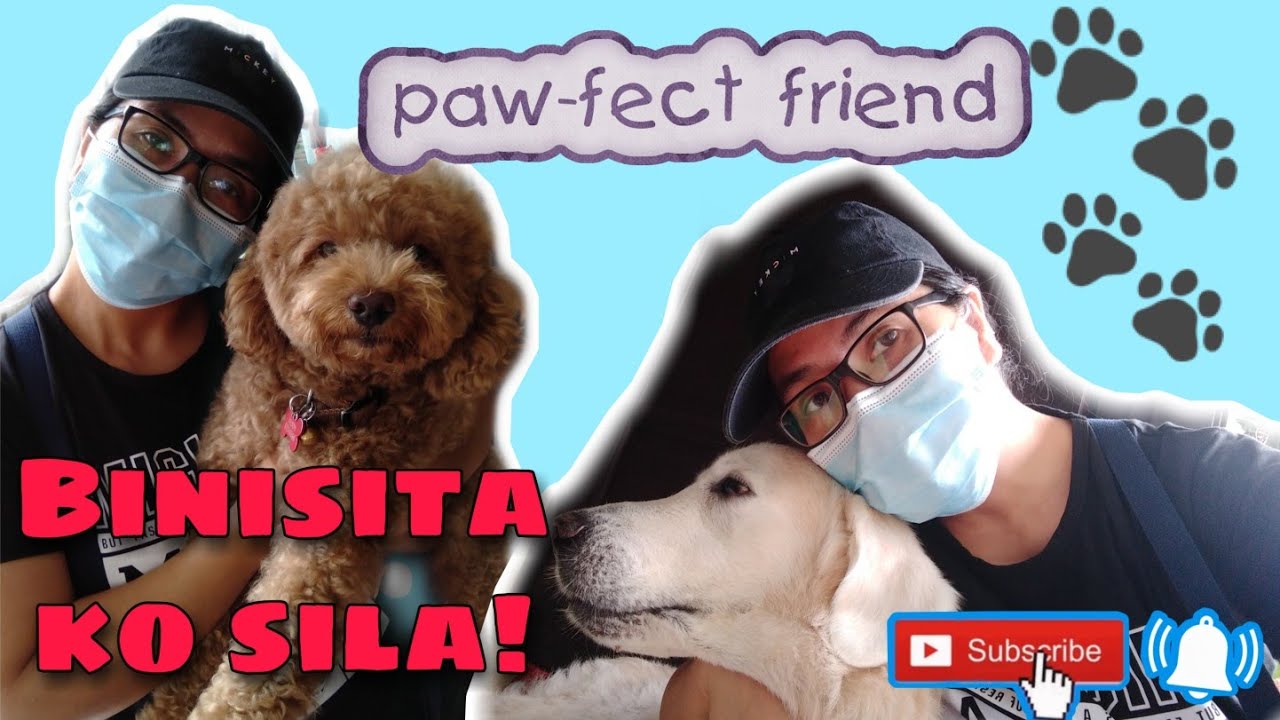 GOLDEN RETRIEVER / POODLE || MY LOYAL FRIENDS | Vicky JC - YouTube