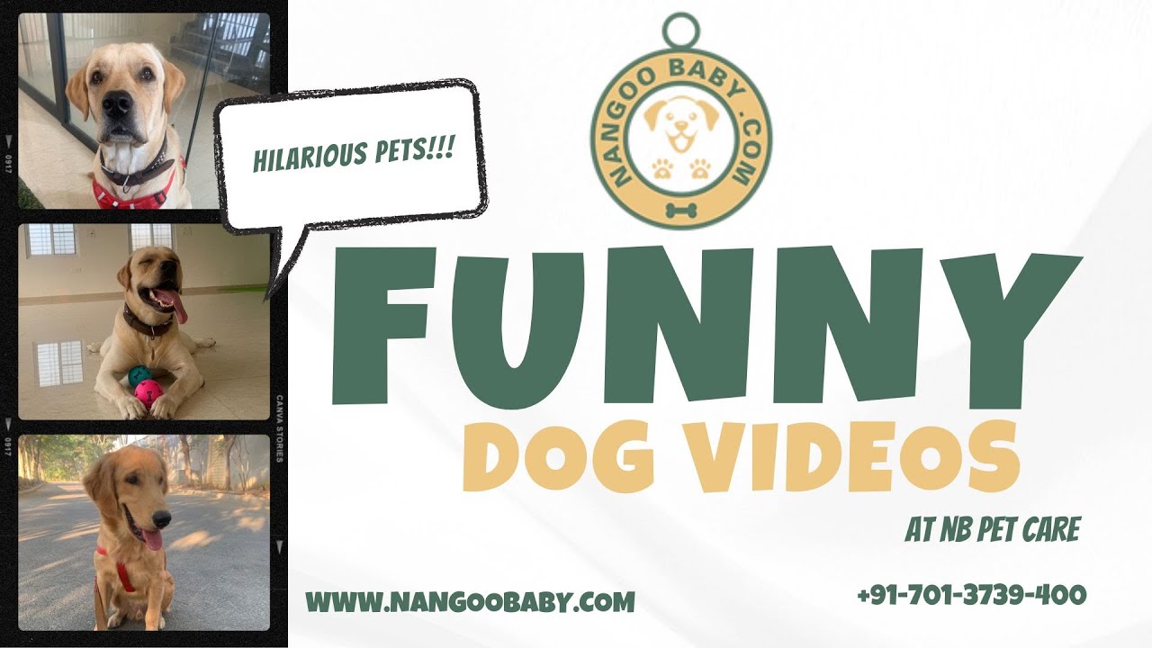 Pawsitively Adorable: Cute Dogs Having Fun and Playing #funnydogs # ...