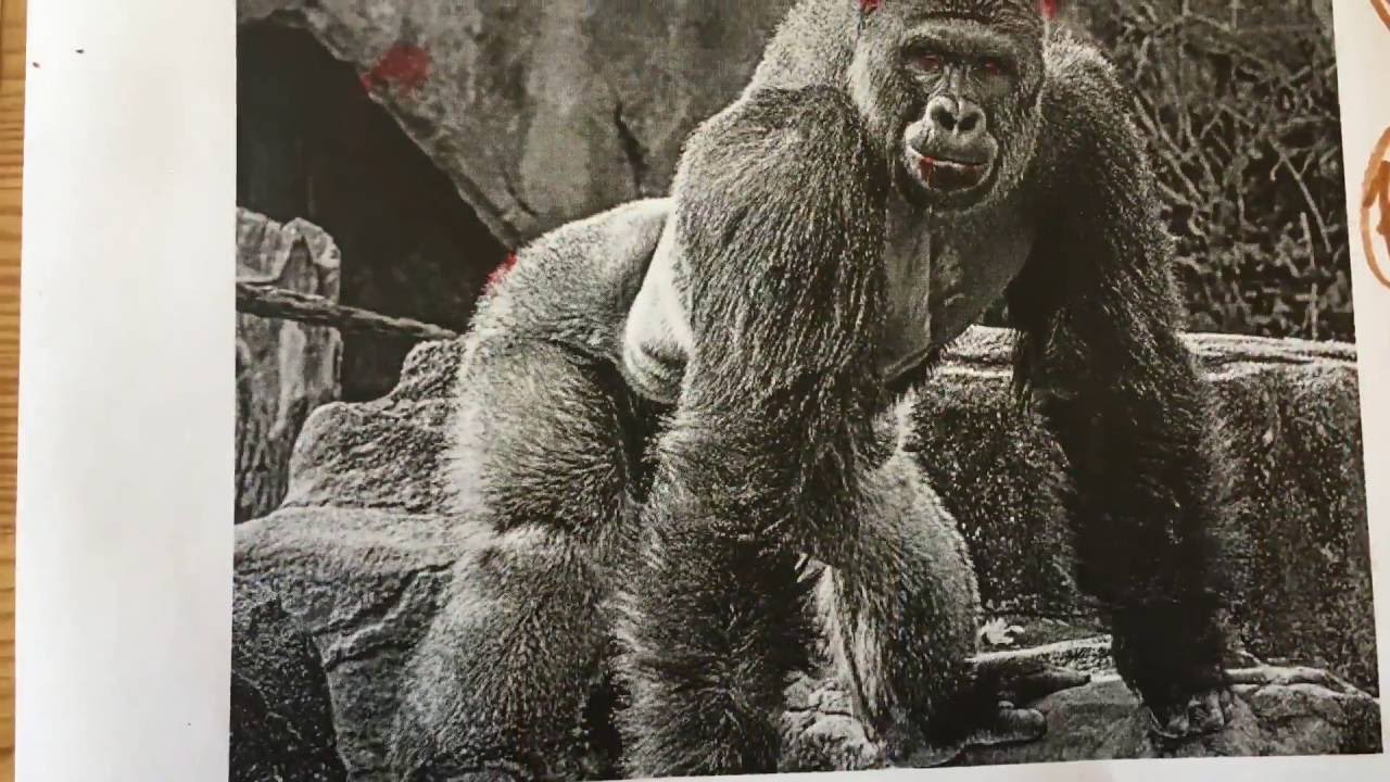 How To Draw Harambe ( Harambe Tribute ) - YouTube