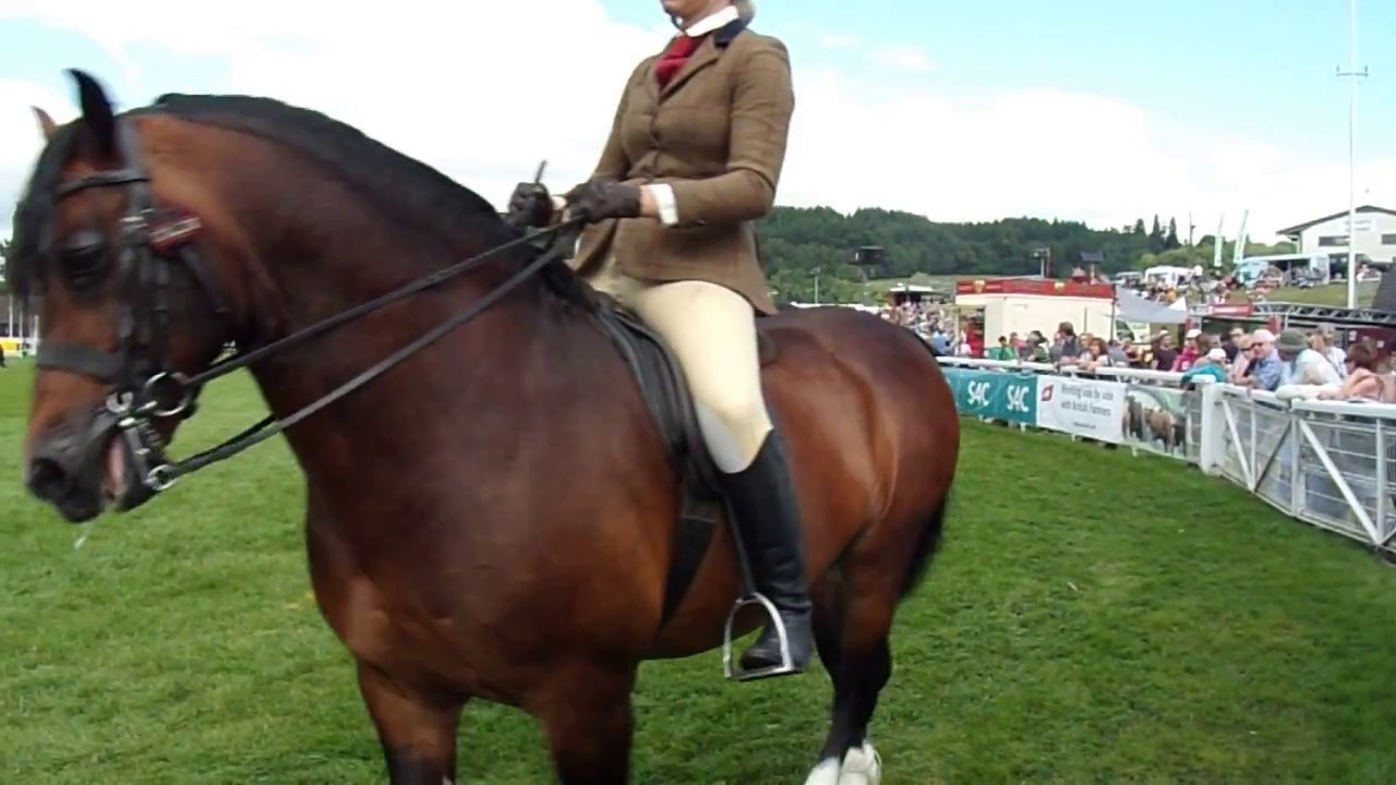 Royal Welsh Show 2017 ridden section D stallions - YouTube