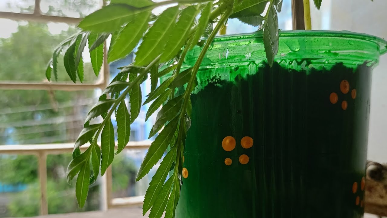 Tree plantation || One tree one Life - YouTube