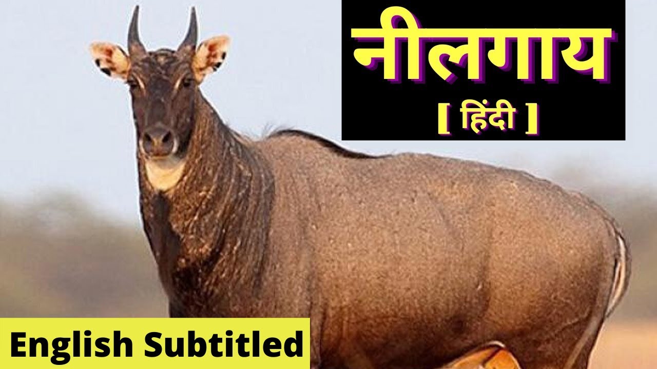 Nilgai Ke Upr Sampurna Jankari ( ENGLISH SUBTITLED ) || Blue Cow ...