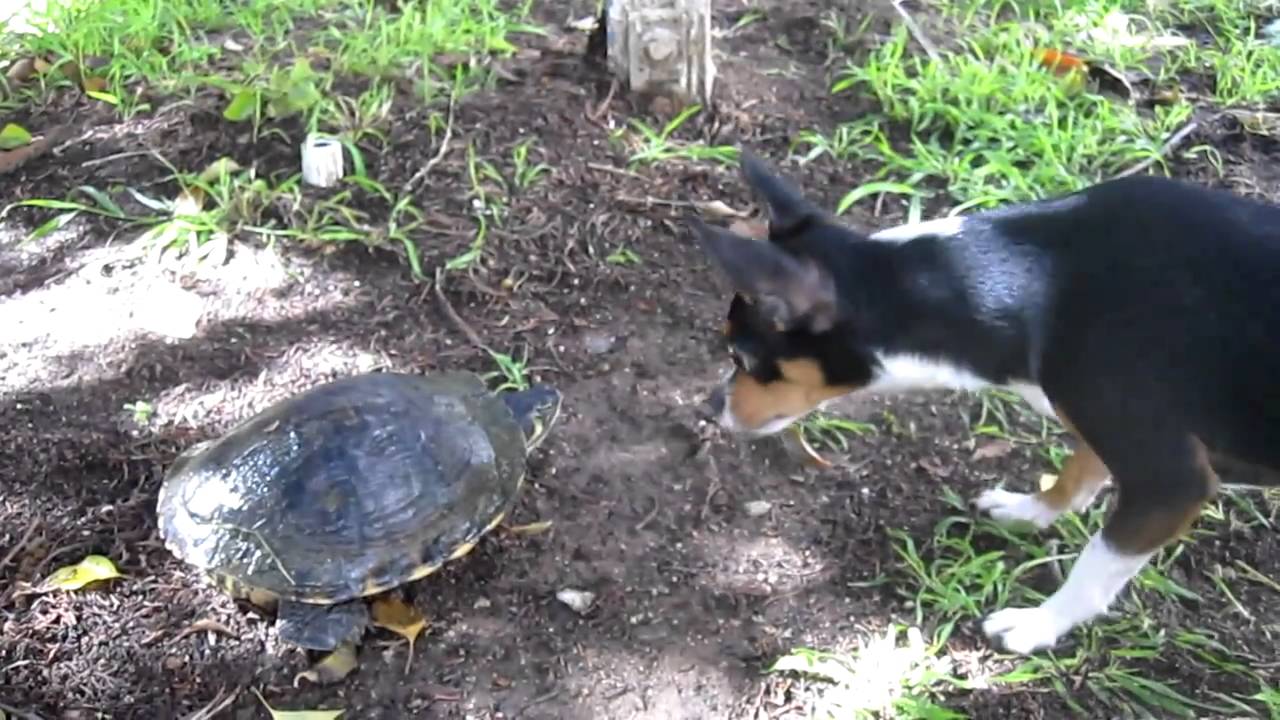 When a Chihuahua Meets a Turtle - YouTube