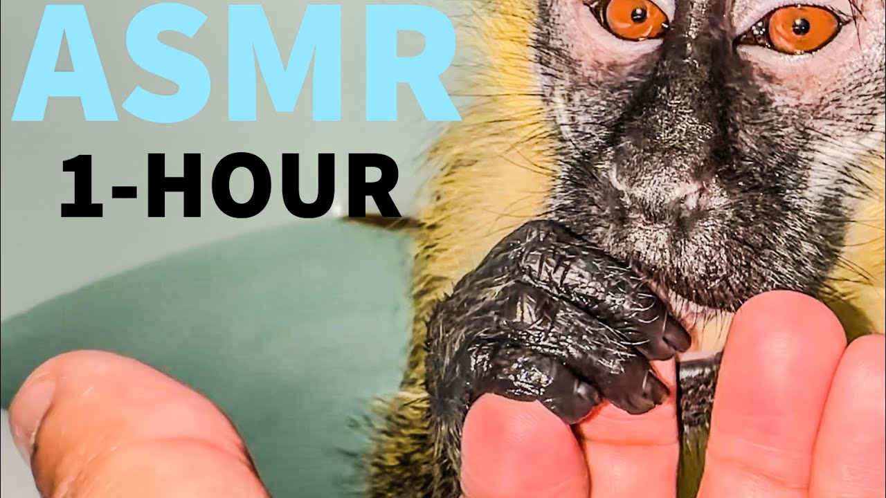 ASMR Monkey Primal Stimulation (1-Hour) Grooming Relaxing During Bath ...