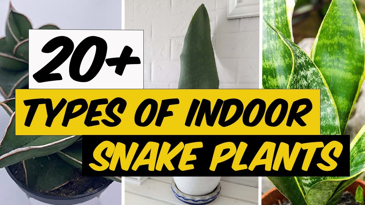 21 Types of Indoor Snake Plants - The Planet of Greens - YouTube