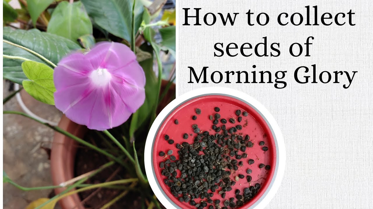 How to collect Morning Glory Plant seeds | Seeds collection - YouTube