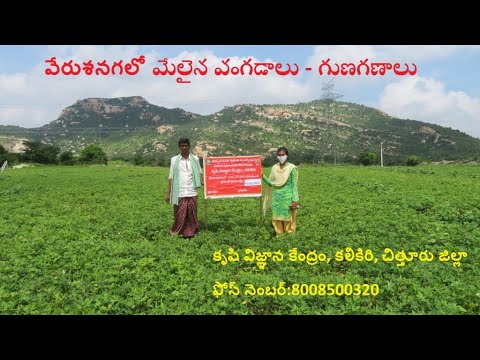 Improved varieties of Groundnut and their characteristics - YouTube