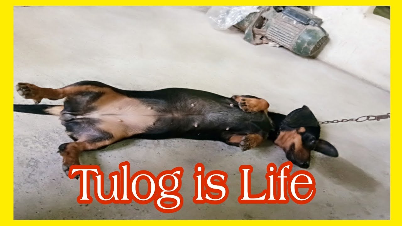 Tulog is Life - YouTube