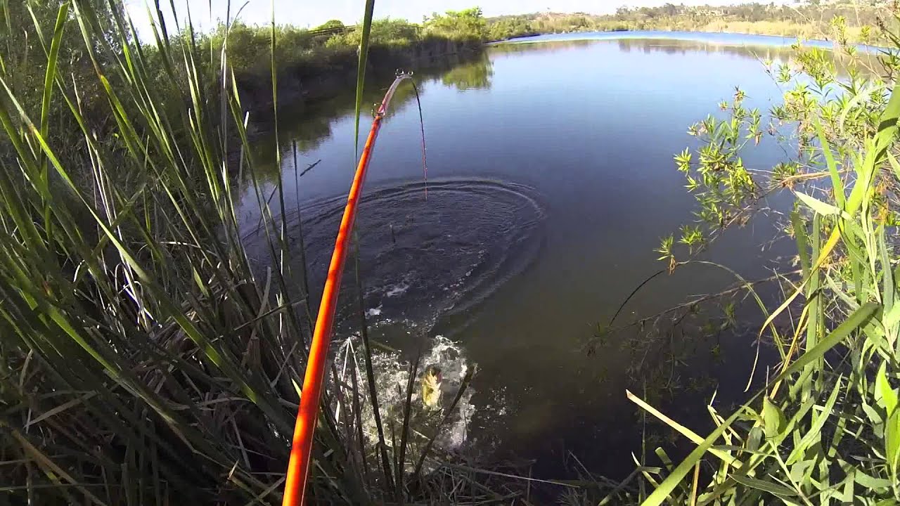 Frog Fishing in San Diego, CA. GoPro. HD - YouTube