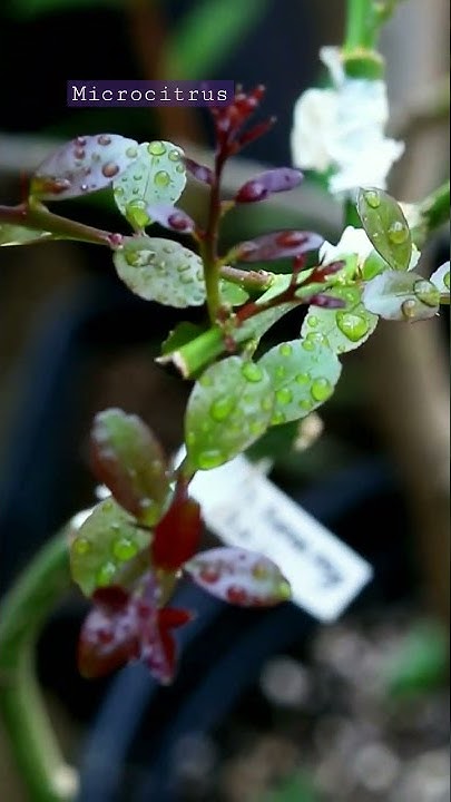 #microcitrus #citrus #микроцитрус #цитрусовые #fingerred #plants # ...
