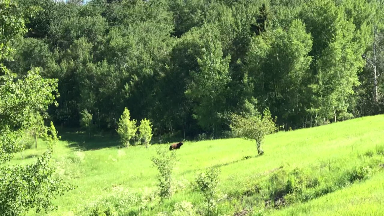 Grizzly Bear chasing elk into pond - YouTube