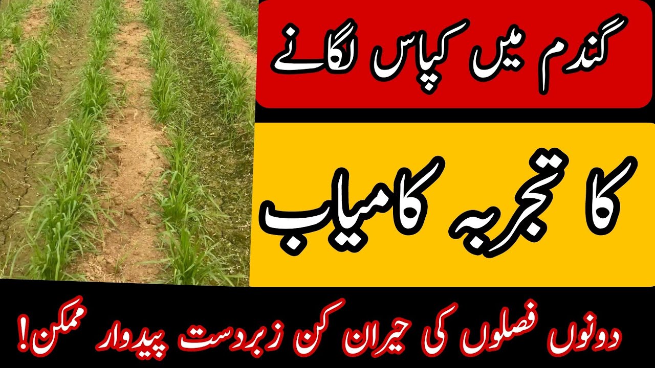 Wheat + cotton successful experiment || Bumper yield of both crops is ...