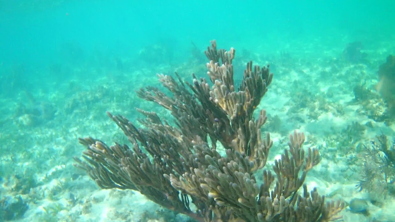 Snorkel safari Labadee with Royal Caribbean (part 2) - YouTube