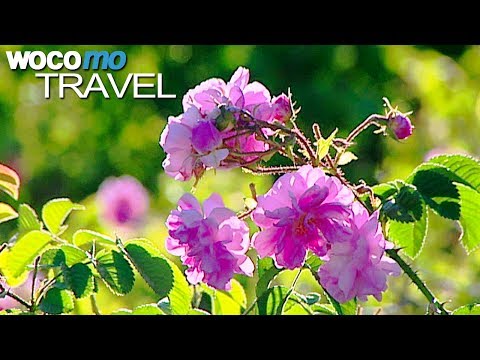 Oman - Die Rosen der Wüste (360° - GEO Reportage)