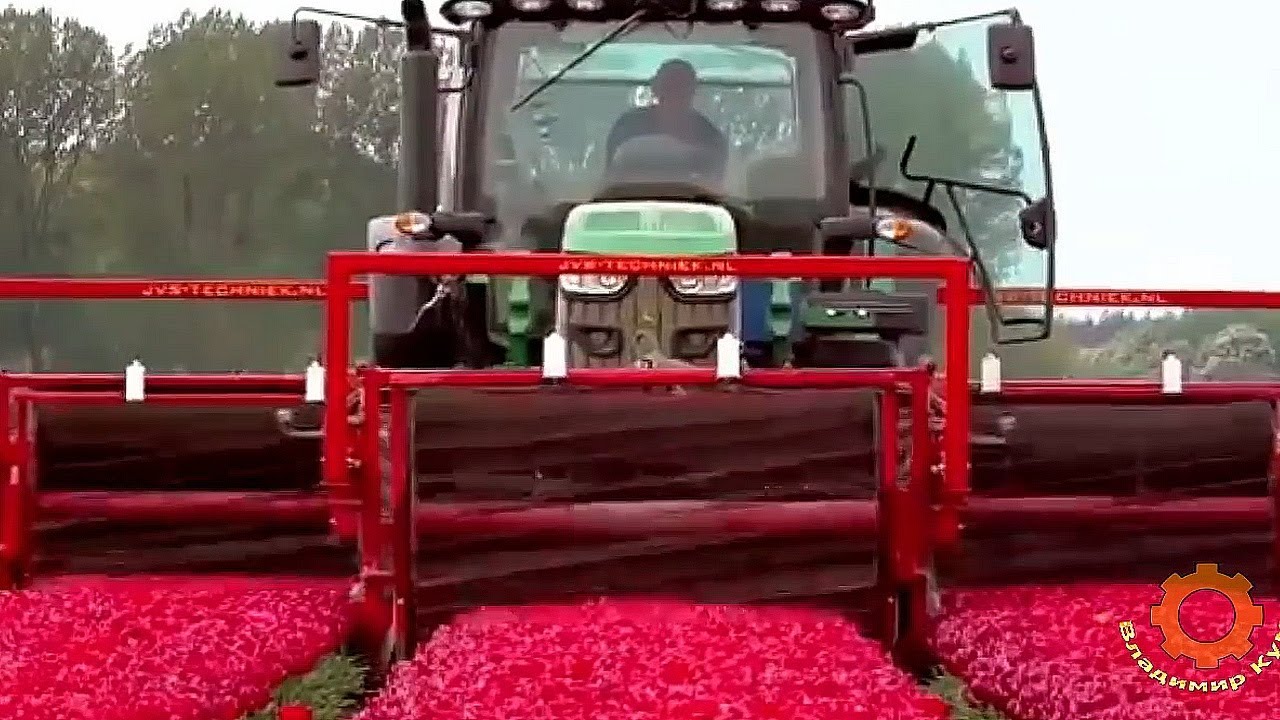 Amazing agricultural technology for the production of tulips in the ...