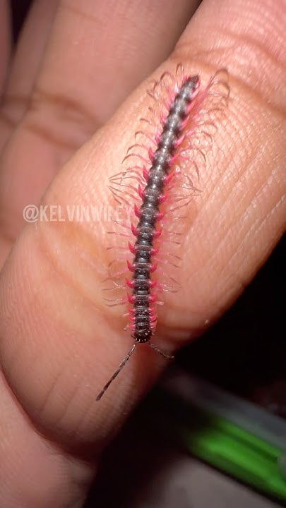 Pink Dragon Millipede Handling! - YouTube