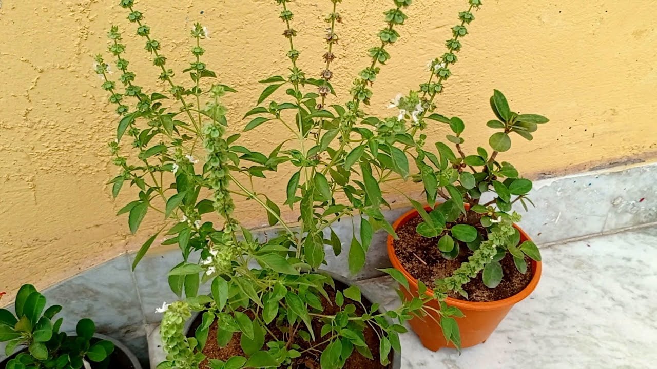 Lemon basil care & propagation - YouTube