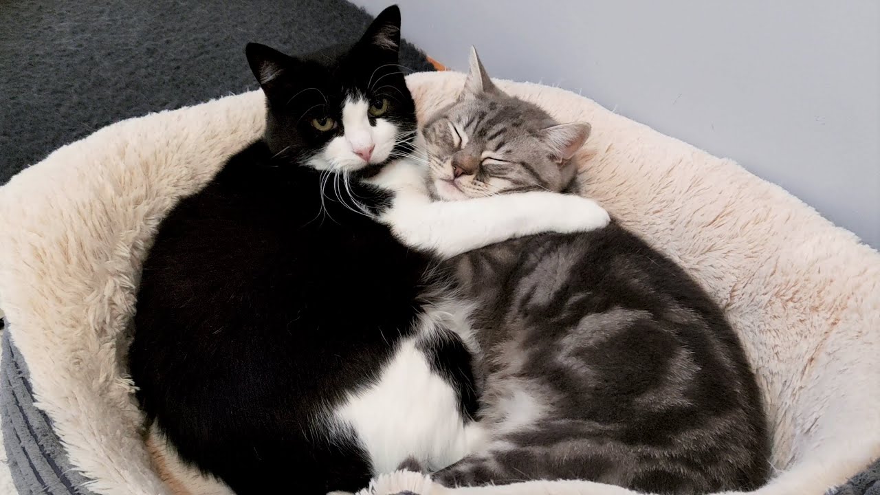 Cats Cuddle Then Fight - YouTube