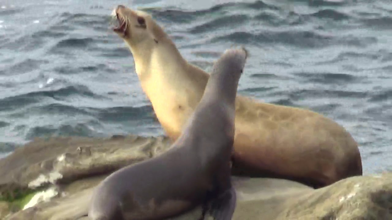 LA JOLLA COVE SOM DO LEAO MARINHO - YouTube