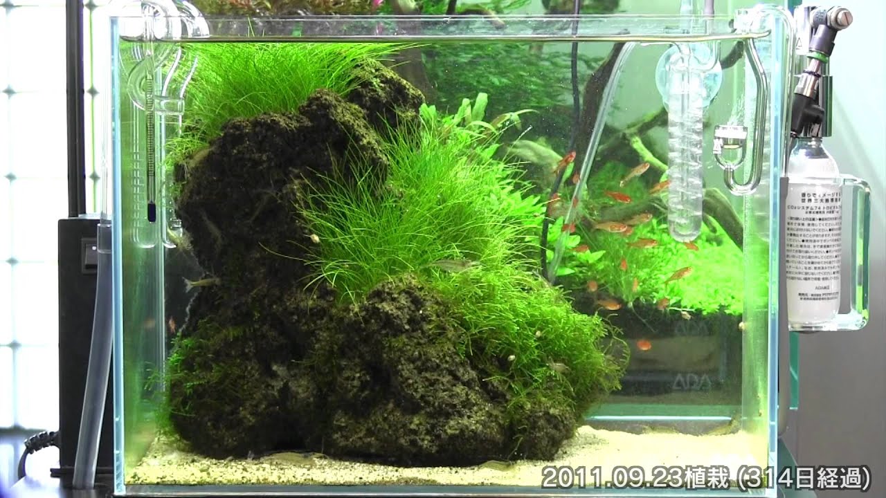 [ADA view 272] Follow-up video of NA Gallery aquariums. 45weeks(6 ...