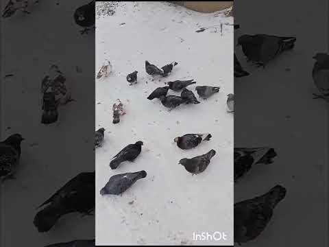 Pigeons.ASMR. - YouTube