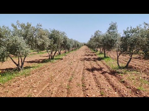 Bahar aylarında zeytin ağaçlarının son hali ve yapılması gerekenler
