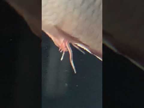 Camallanus Worm Parasite in My Fish 😱😭 #shorts - YouTube