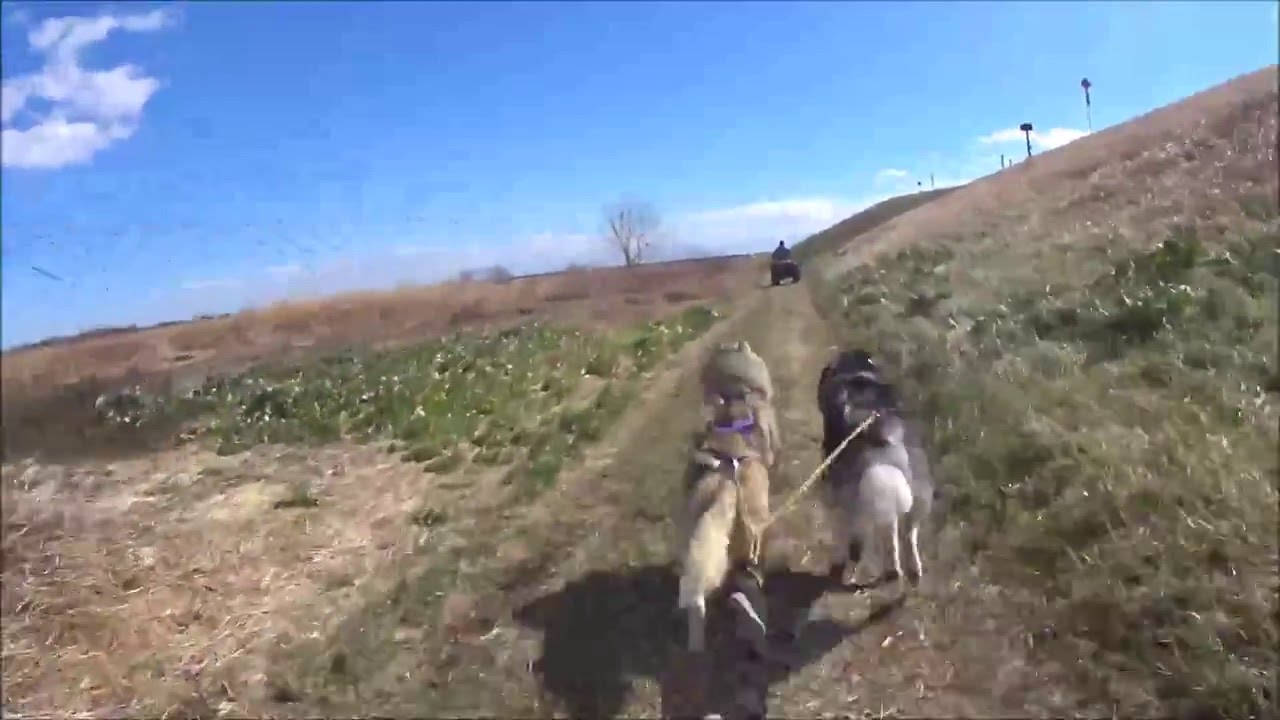 Sled Dog Training (Siberian husky×2) - YouTube