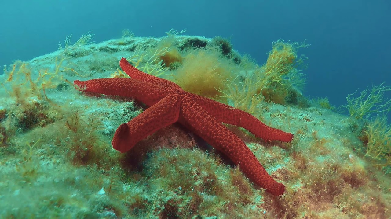 Paesaggio e Mito - Fondali Marini - YouTube