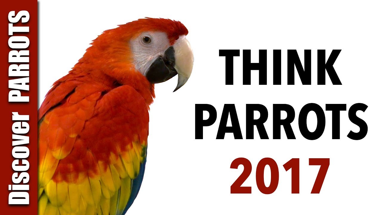 Think Parrots 2017 | Discover PARROTS - YouTube